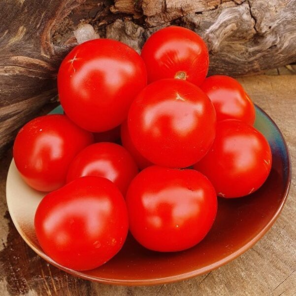 Sarkanas krāsas tomāti - e-veikals - Tomātu sēta